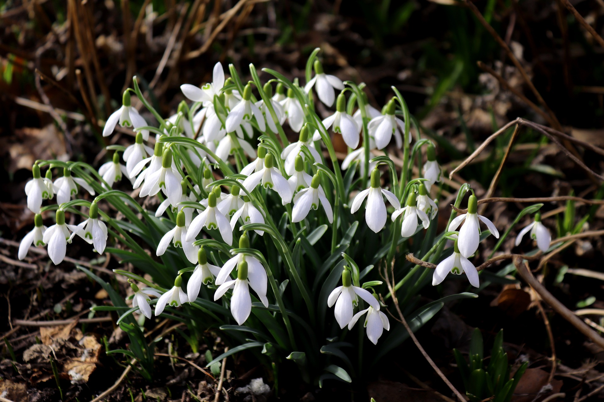 perces neige – Hôtel du Marché – Lausanne
